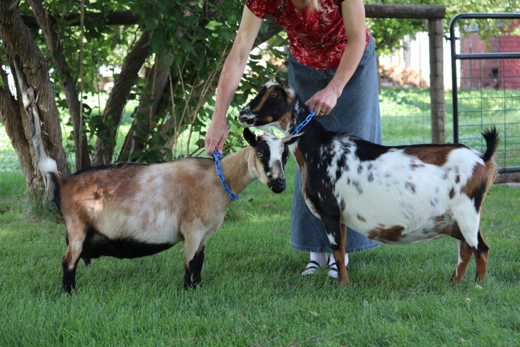 Assessing Nigerian Dwarf Goat Milk Production - Goat Journal